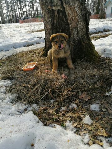 Двортерьер