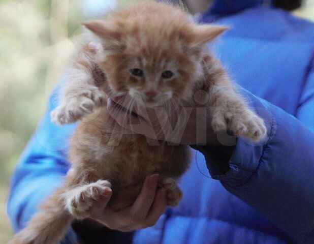 Нежный гигант полидакт