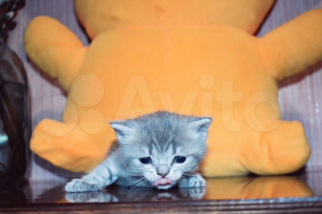 Шотландские котята