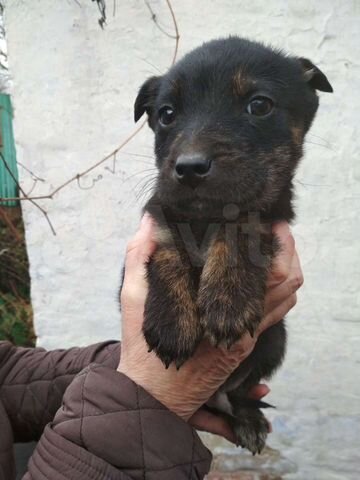 Собака щенок мальчик 1.5 мес