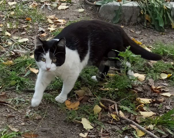 Котëнок ищет дом