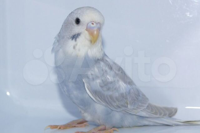 Сиреневый маув, получех - малышка самочка