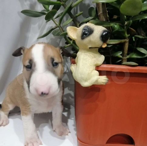 Миниатюрный бультерьер девочка