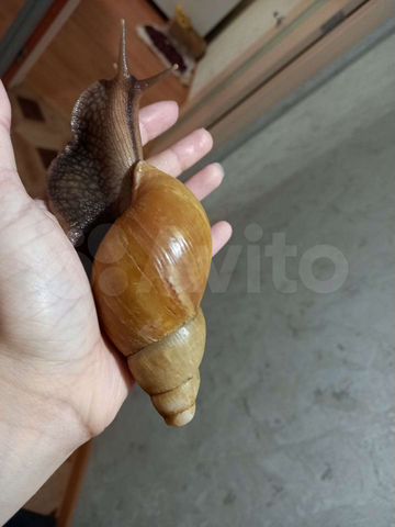 Улитки ахатины с контейнером