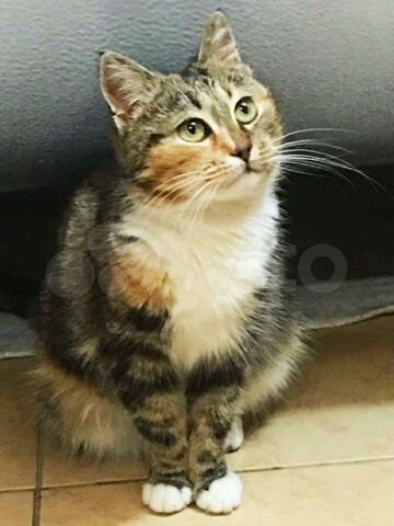 Кошечка Тася,в добрые оуки