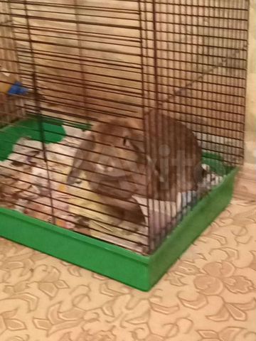 Веслоухий кролик