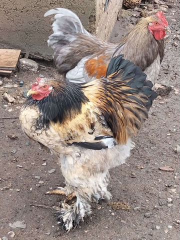 Петух брама