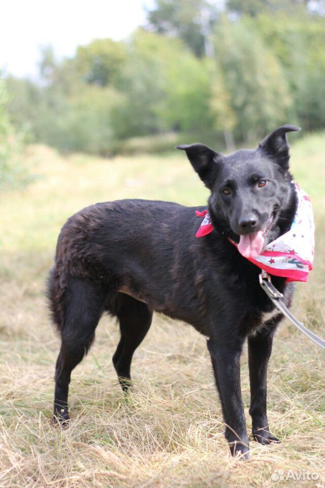 Собака из приюта Тина