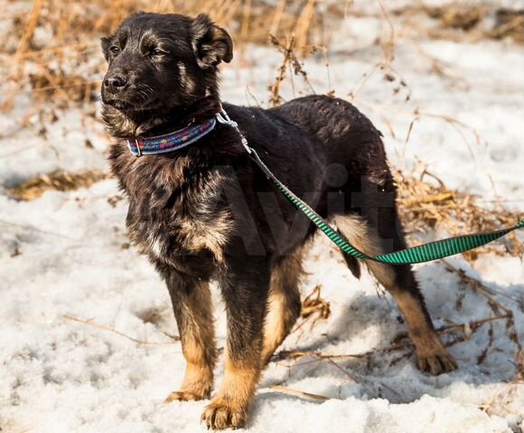 Челси ищет дом