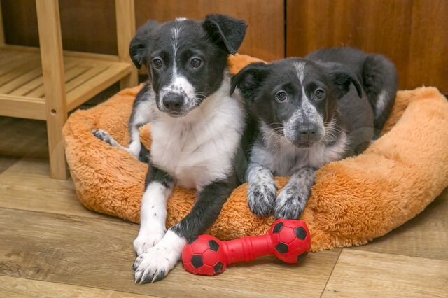 Щенок Шери 2,5 мес. Привита,стерилизована,привезем