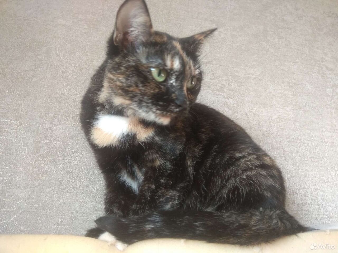 Кошка