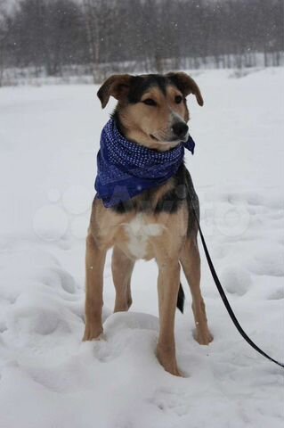 Собака в добрые руки