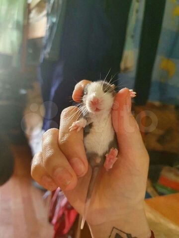 Крыса дамбо