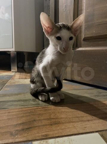 Котик биколорчик