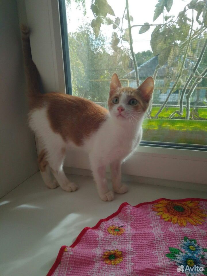 Кошка