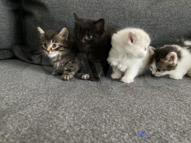 Котята сладкие в подарок