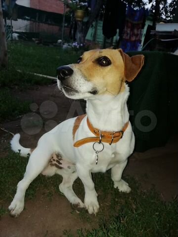 Джек Рассел терьер кобель на случку