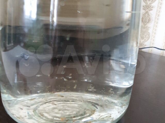 Мальки Гуппи