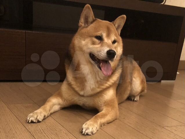 Сиба ину. Кабель для вязки