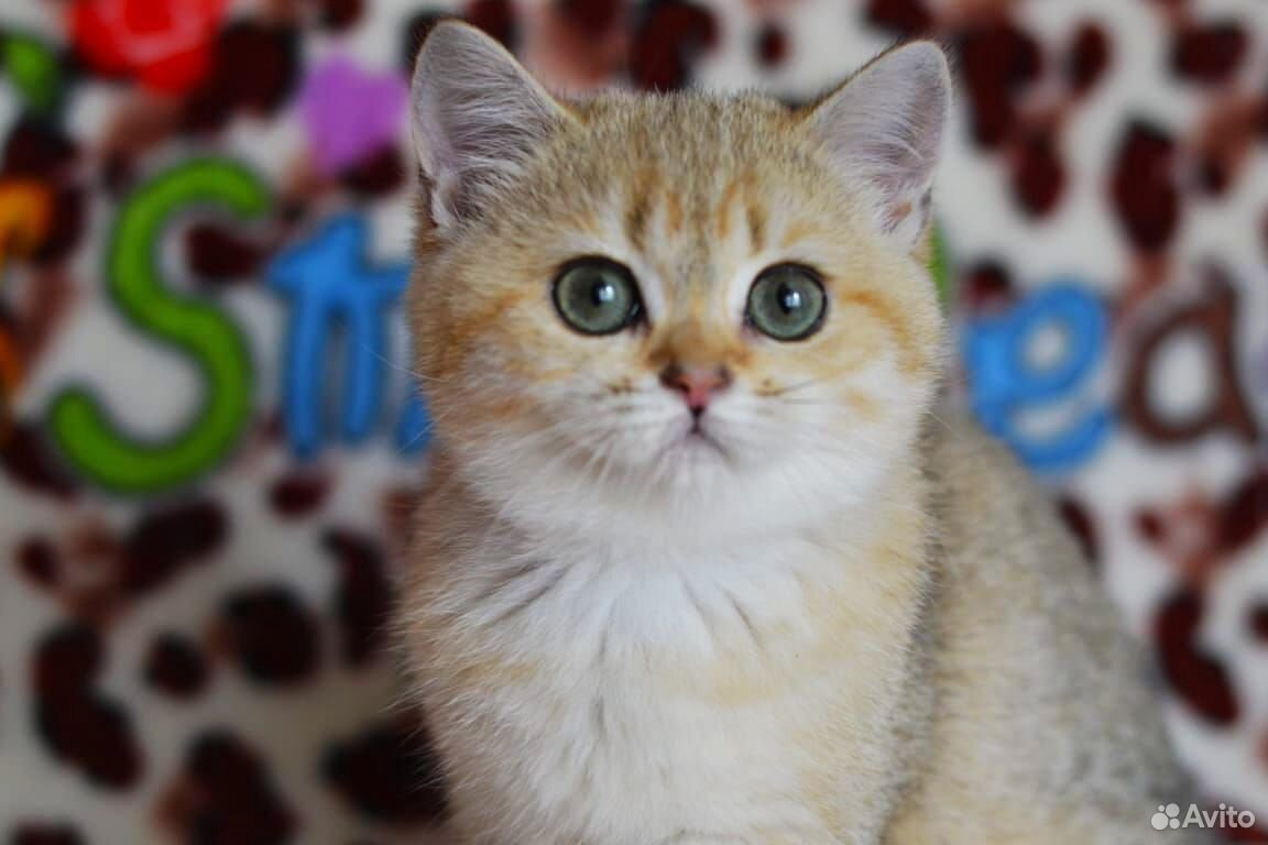 Золотая шиншилла bri NY 11