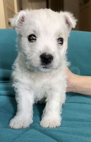 Вест хайленд вайт терьер