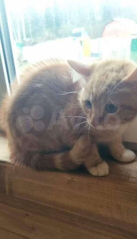 Рыжий котенок (мальчик, 2 месяца) в дар