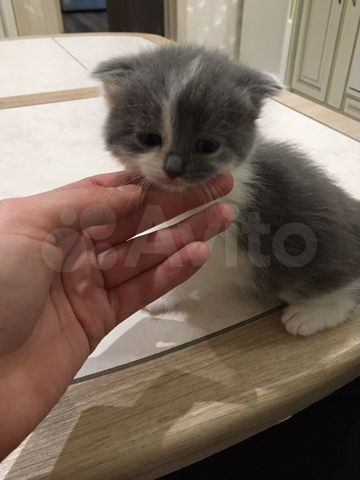 Шотландские котята