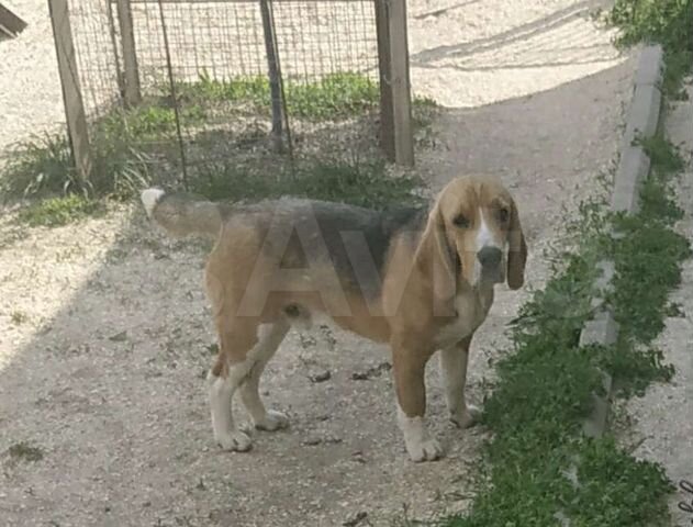 Собака бигль