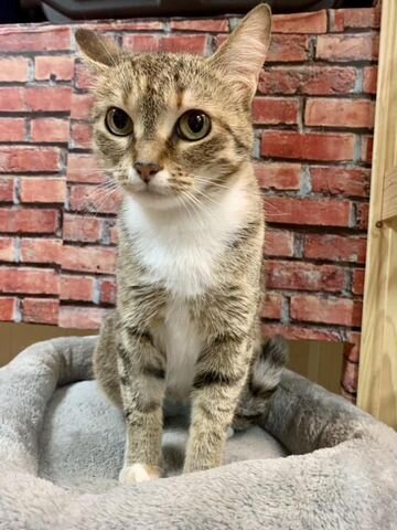 Кошечка Полли 1,5 года