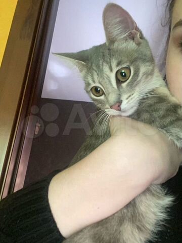 Котенок ищет дом