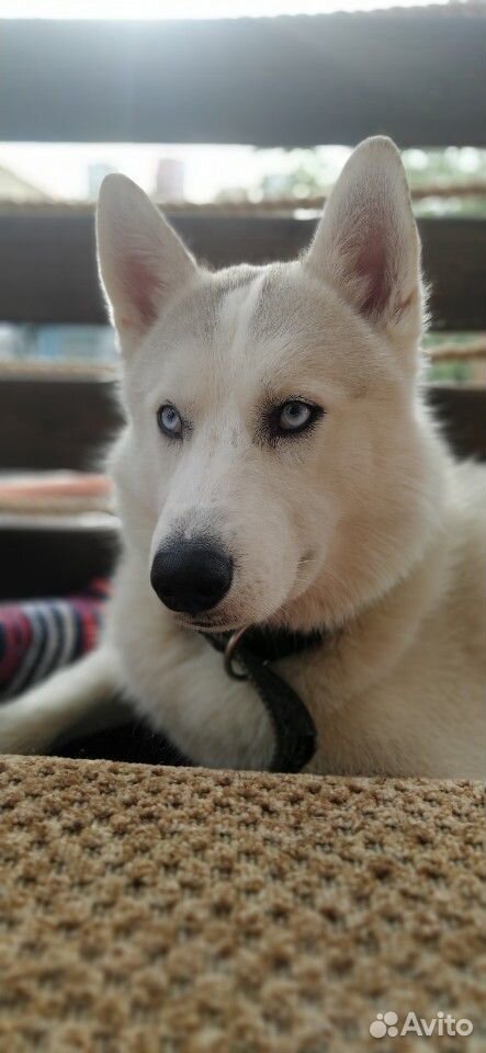 Сибирский хаски