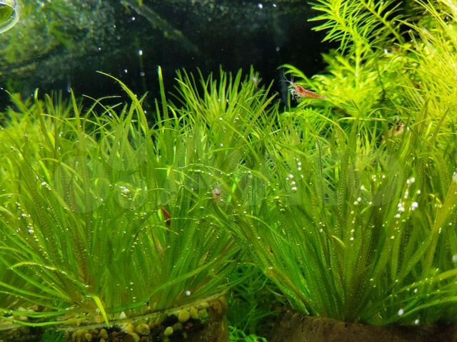 Бликса японская. Прополка из аквариума. Наборы