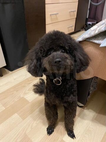 Вязка карликовый пудель