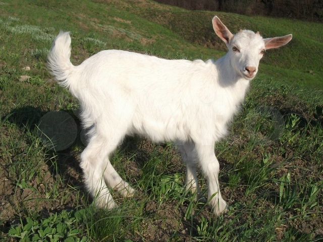 Продам козлика