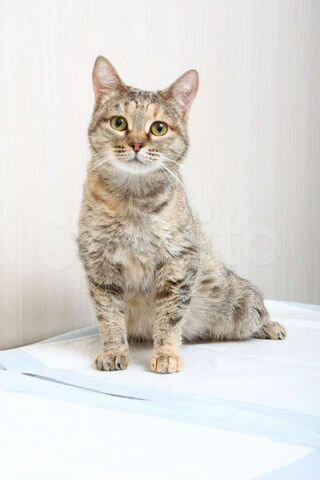 Кошка