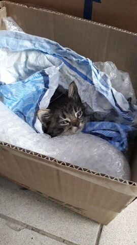 Котик подкидышь