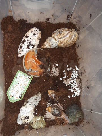 Улитки ахатины ретикулята