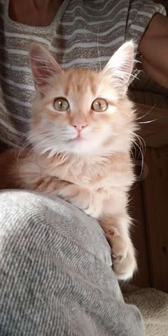 Луизка (Бельчёнок )