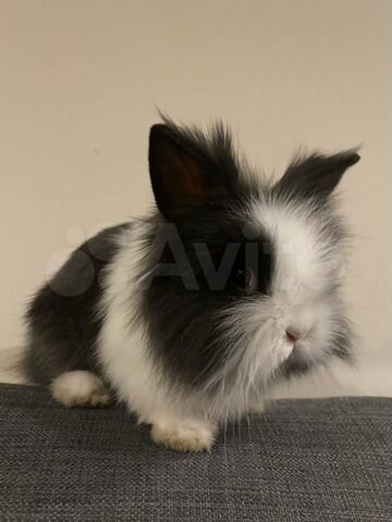 Кролик декоративный львиноголовый 3 мес