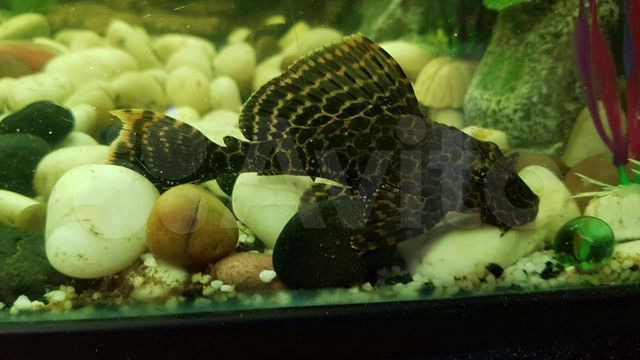 Птеригоплихт