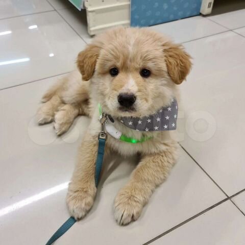 Метис лабрадора