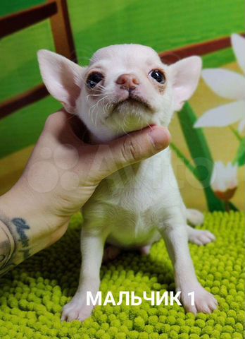 Мальчики Чихуахуа