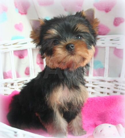 Красивая маленькая девочка йоркширского терьера