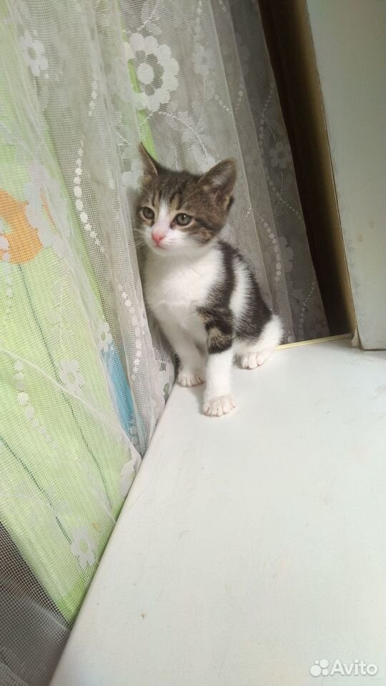 Котенок мальчик 1,5месяца