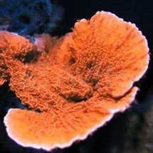 Морские кораллы