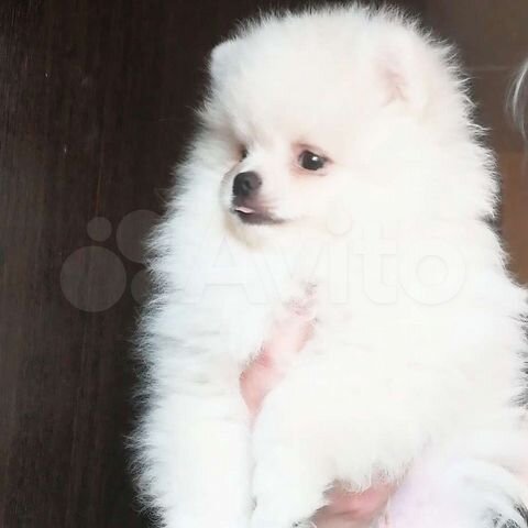 Померанский шпиц