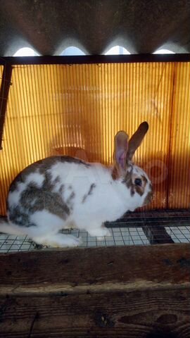 Крол бабочка