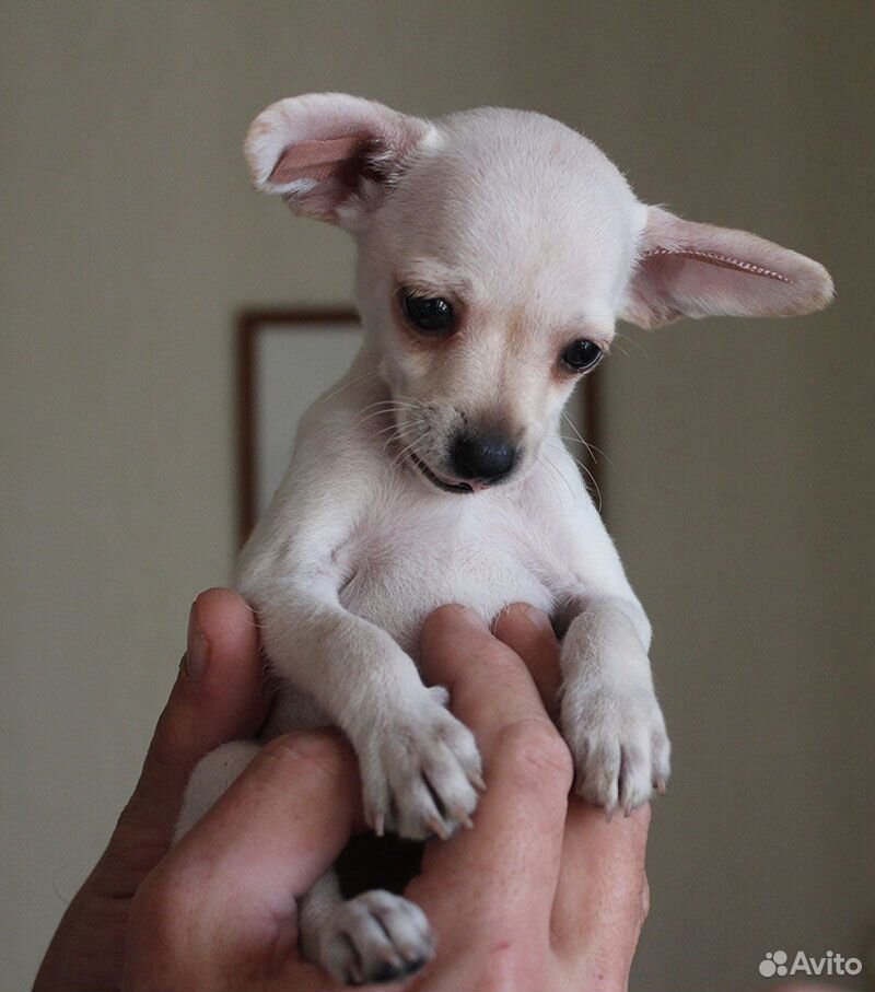 Палевый мальчик Русский той РКФ