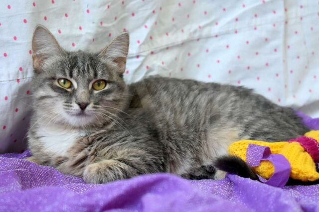 Котенок 5 месяцев