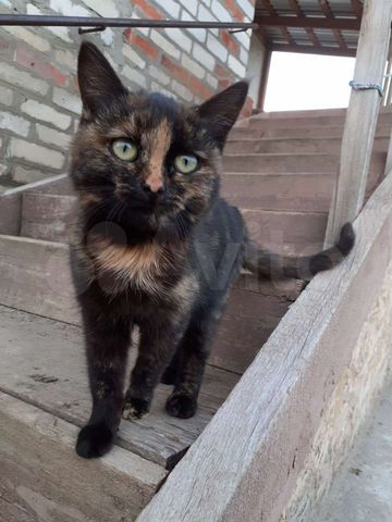 Кошечка-мышеловка